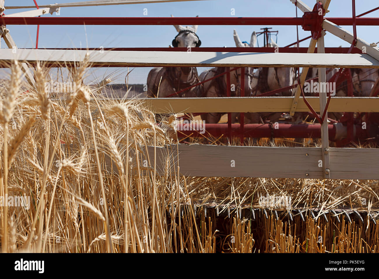 Wheat Harvest Vintage Stock Photos & Wheat Harvest Vintage Stock Images ...