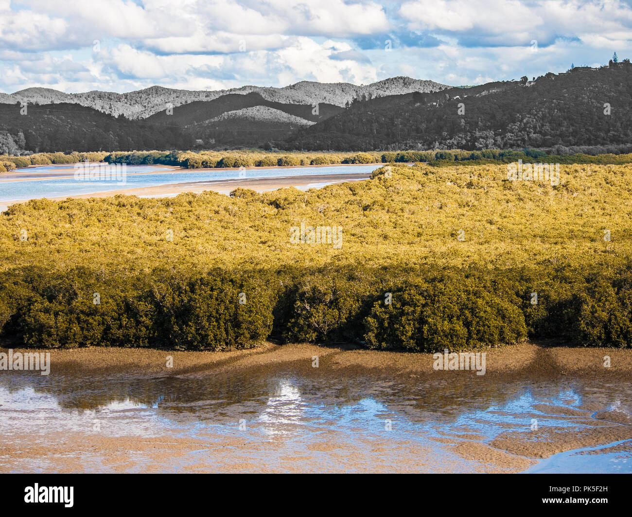 Swamp Forest New Zealand High Resolution Stock Photography and Images ...