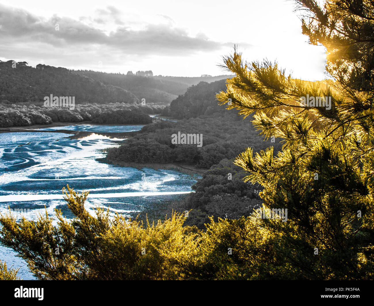 Swamp Forest New Zealand High Resolution Stock Photography and Images - Alamy