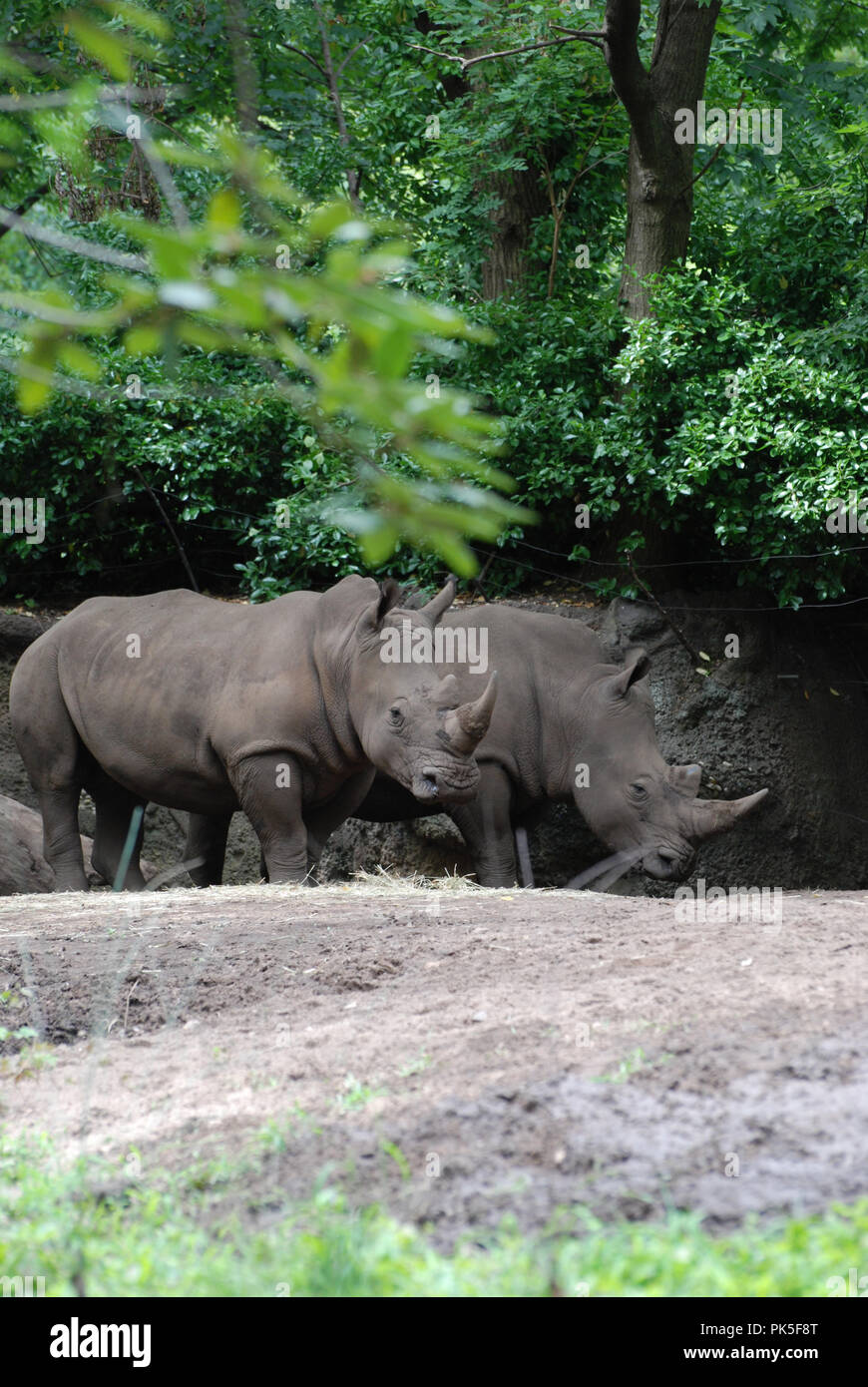 Two rhinoceroses standing toether under a tree Stock Photo - Alamy