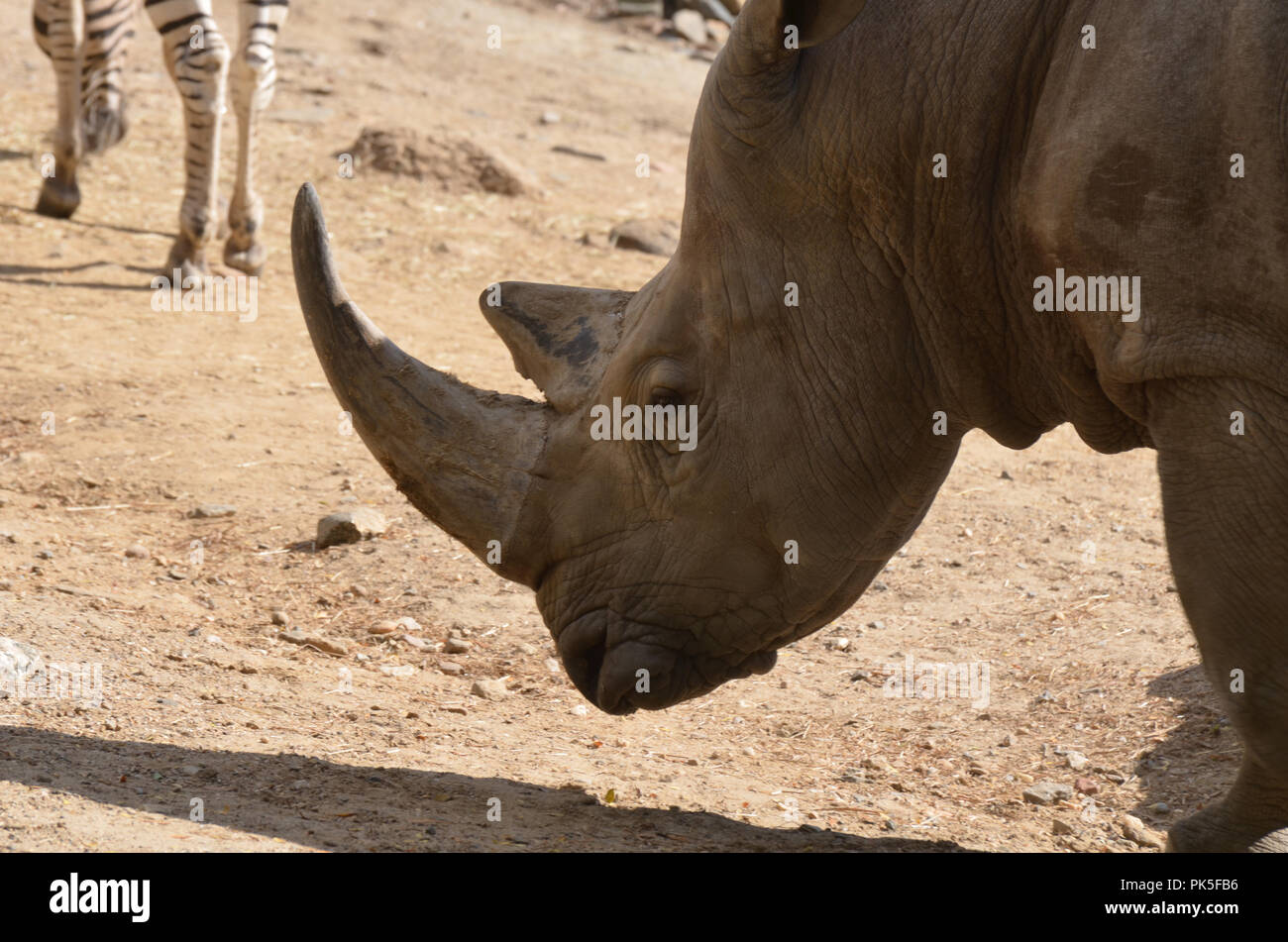 Rhinoceros with his head dropped to the ground Stock Photo - Alamy