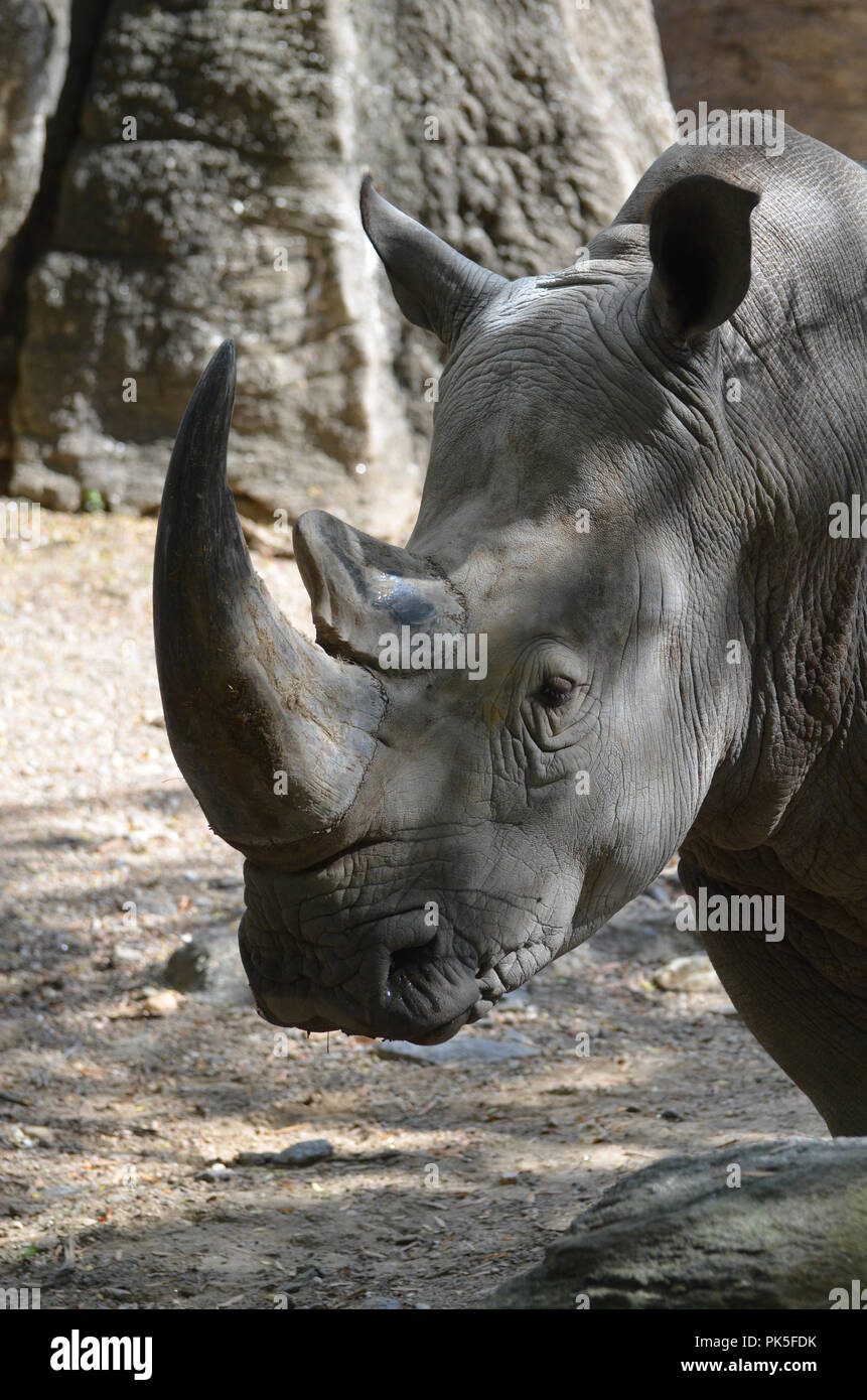 Rhino's face up close and personal Stock Photo - Alamy