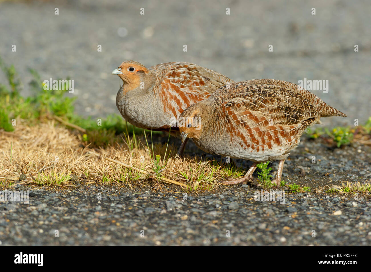 Pair of Grey or English Partridge(Perdix perdix) feeding at the edge of ...