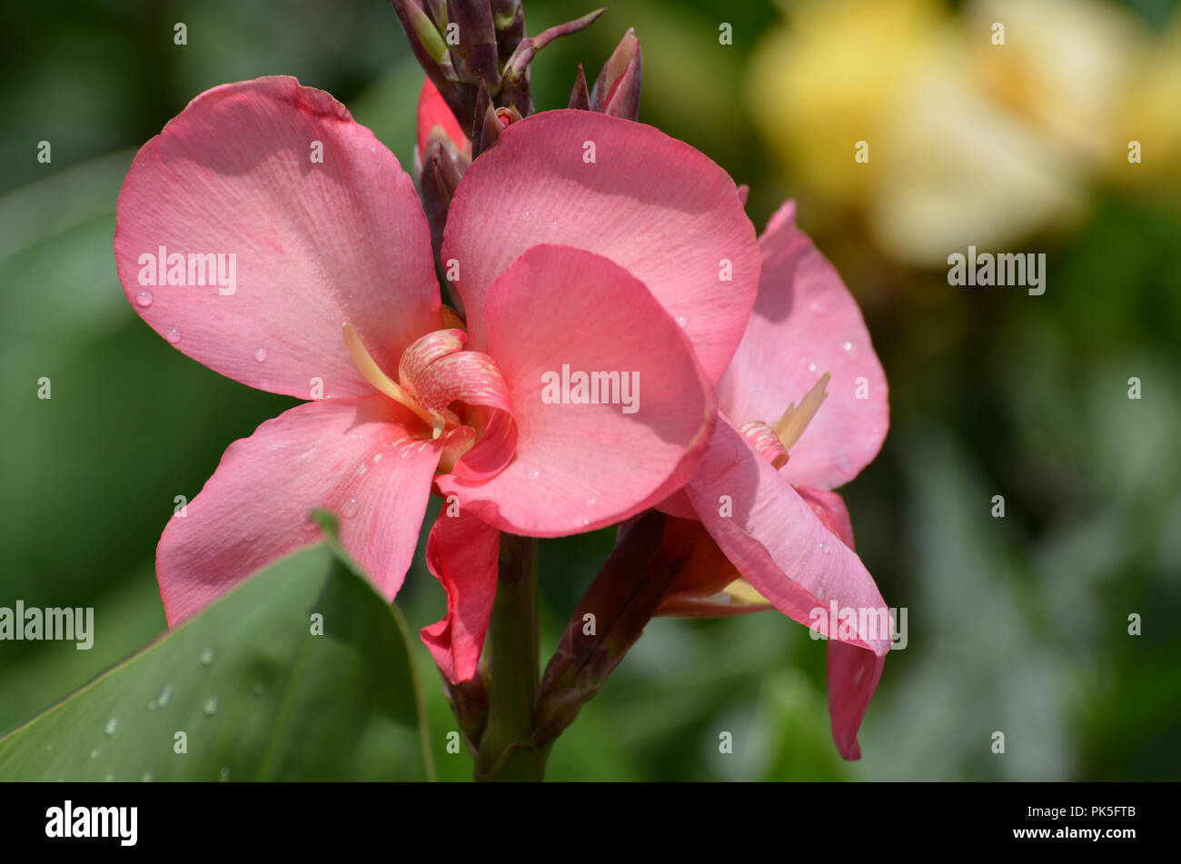 Pink sword lily flower blossom in bloom Stock Photo - Alamy