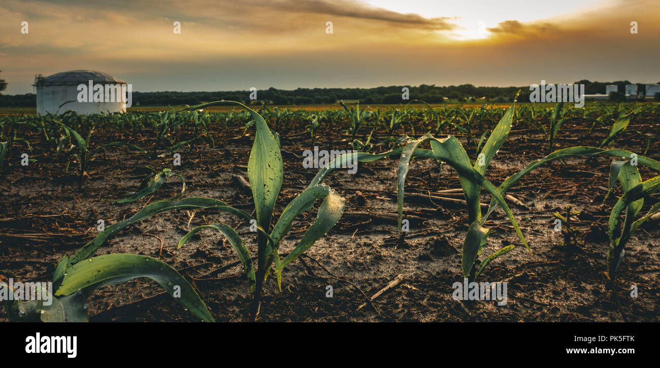 Nebraska corn field hi-res stock photography and images - Alamy