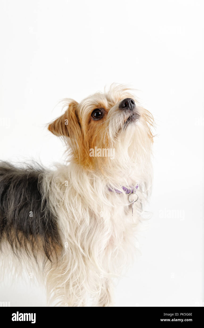 Cute small terrier dog looking up in side view, studio shot on white ...