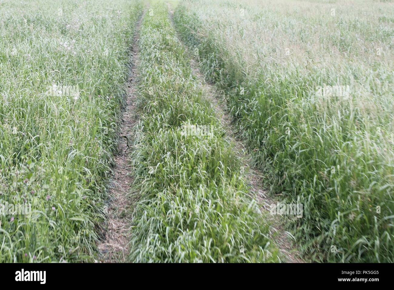 rural landscape, track among the green meadows Stock Photo - Alamy