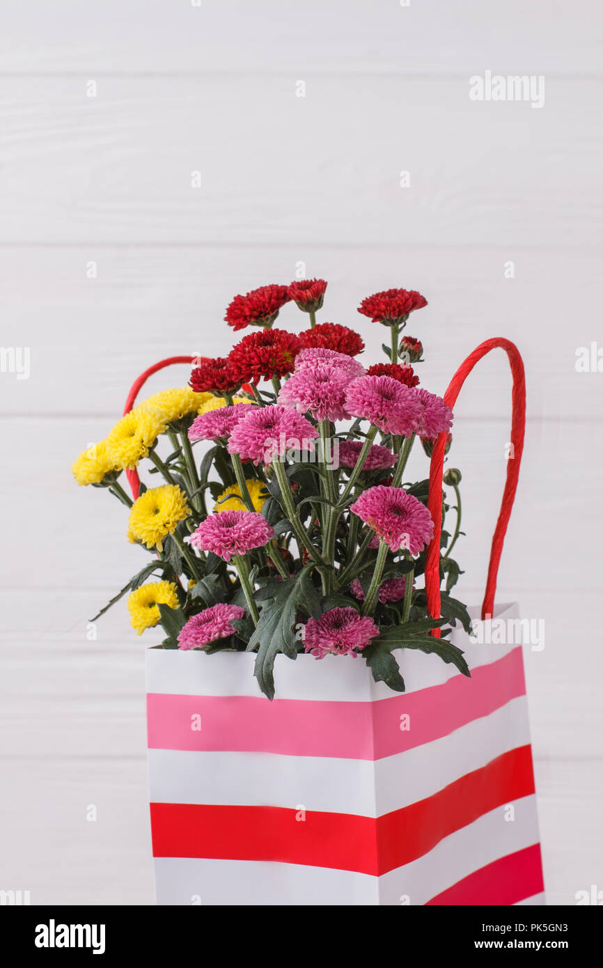 Bouquet of multicolored chrysanthemus flowers in a bag. Striped ...