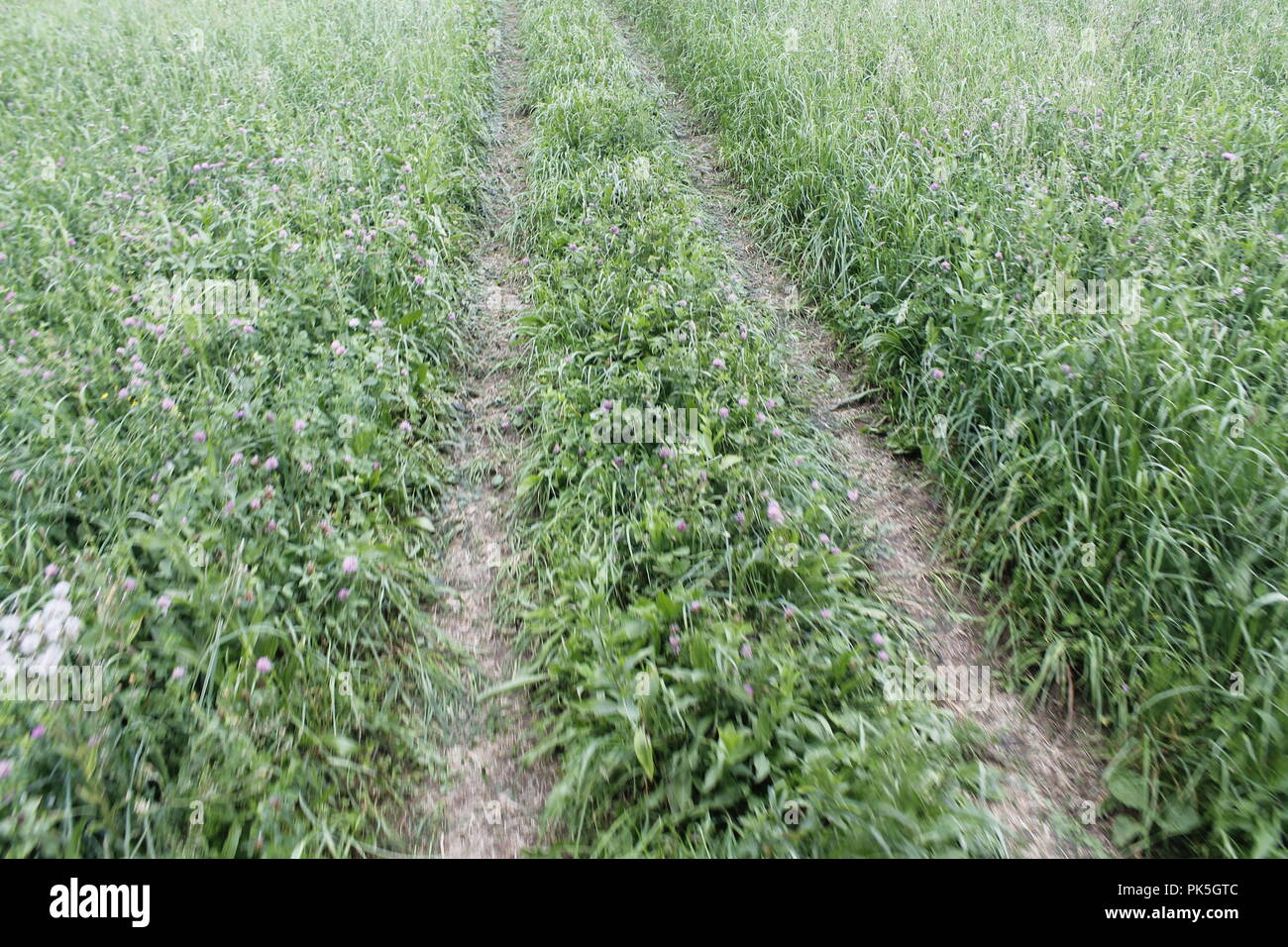 rural landscape, track among the green meadows Stock Photo - Alamy