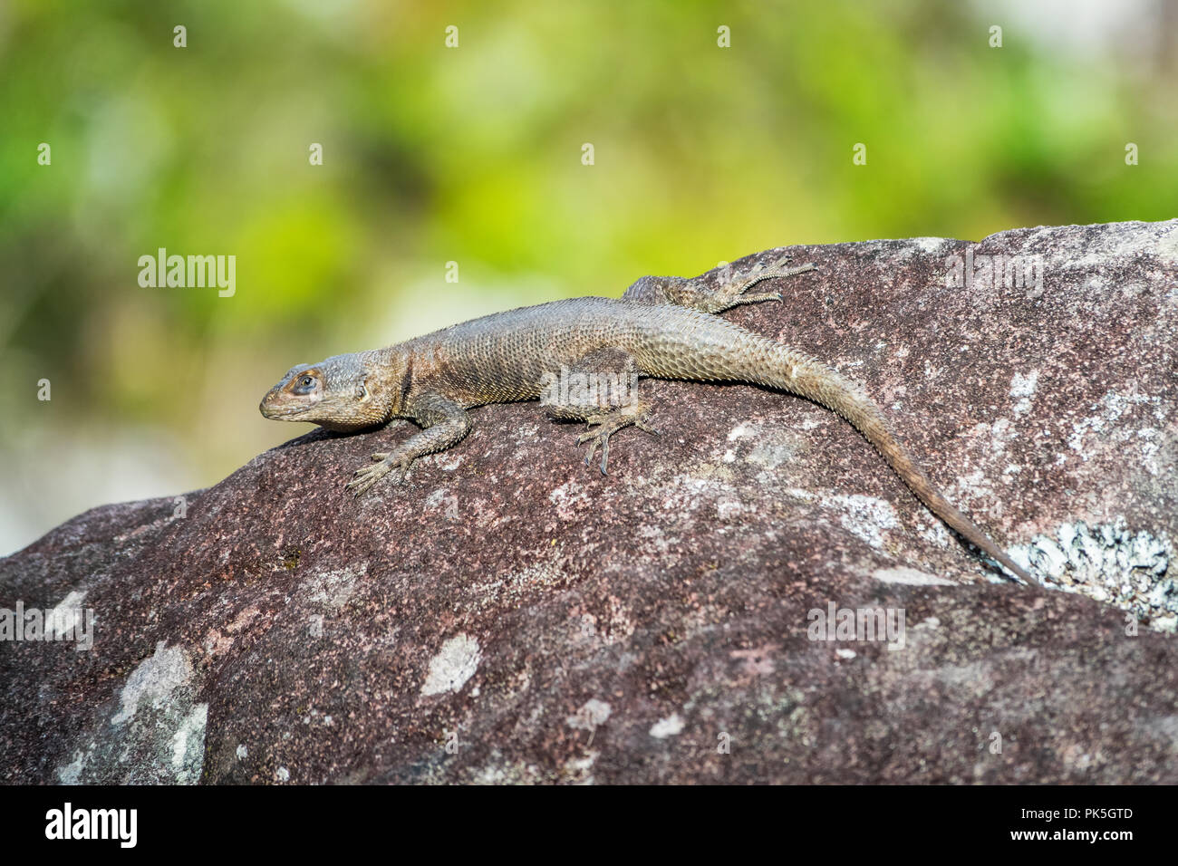 Chapada diamantina brazil hi-res stock photography and images - Alamy