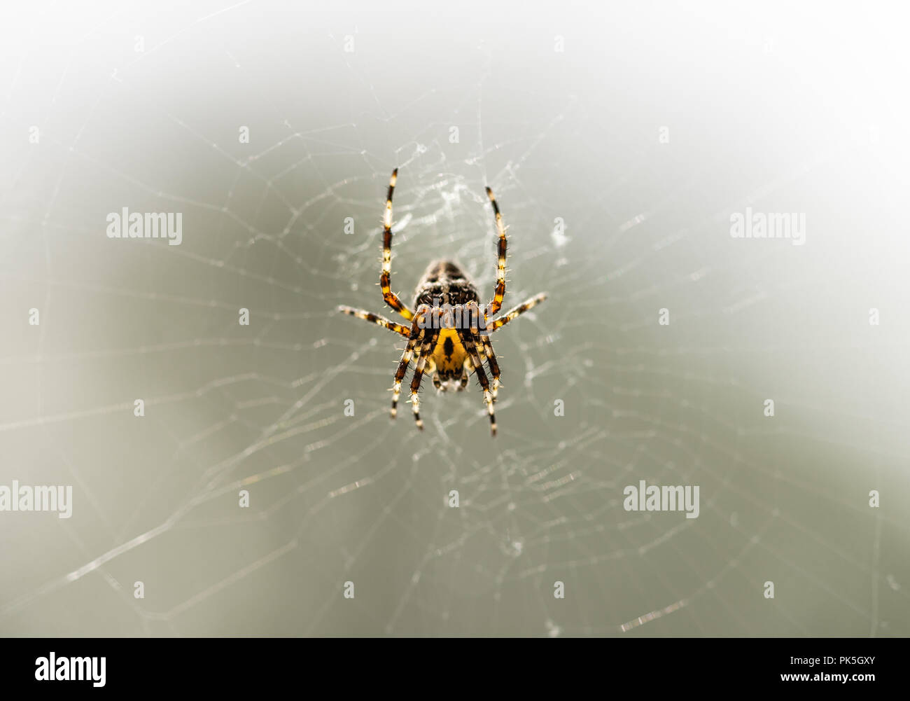 Araneus diadematus - European Common Garden Spider/ Cross Spider Stock ...