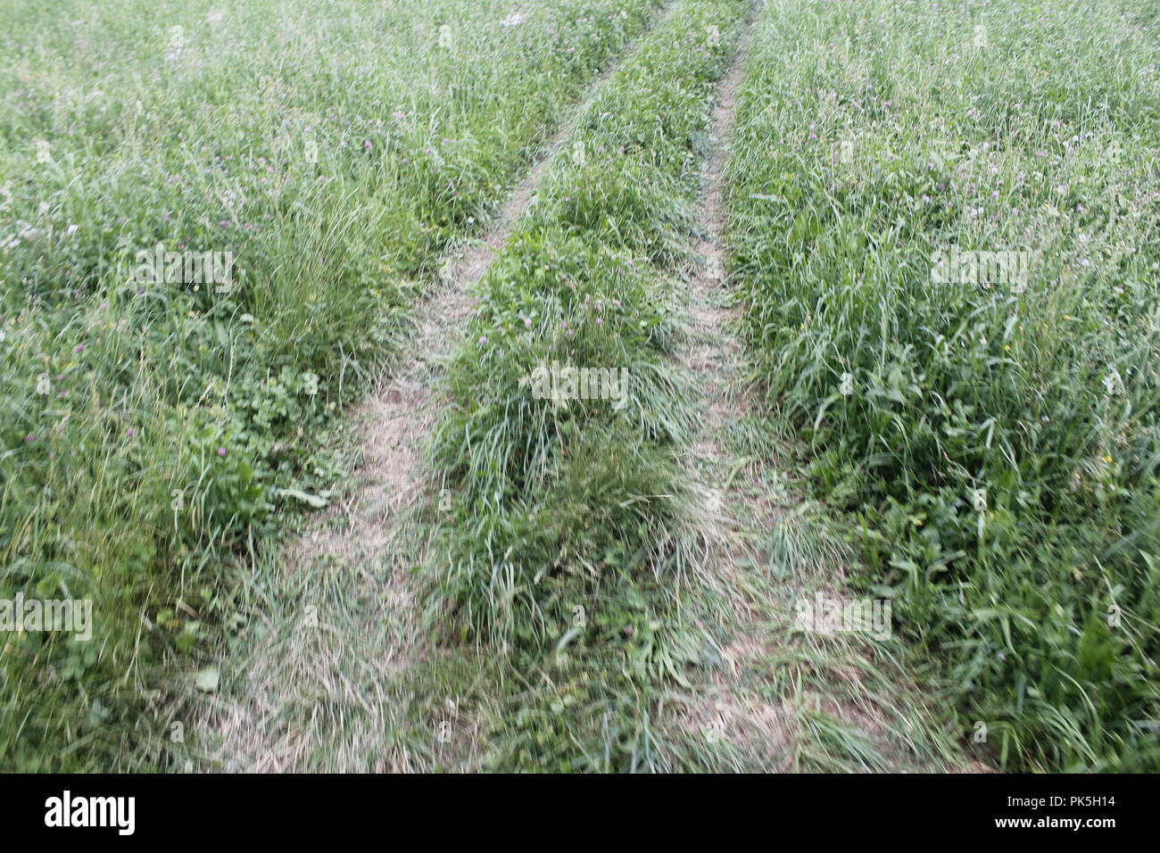 rural landscape, track among the green meadows Stock Photo - Alamy