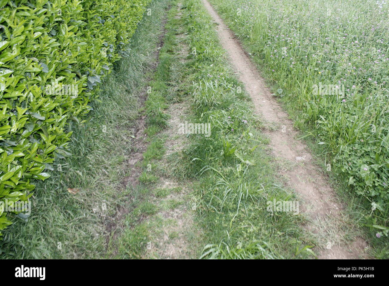 rural landscape, track among the green meadows Stock Photo - Alamy