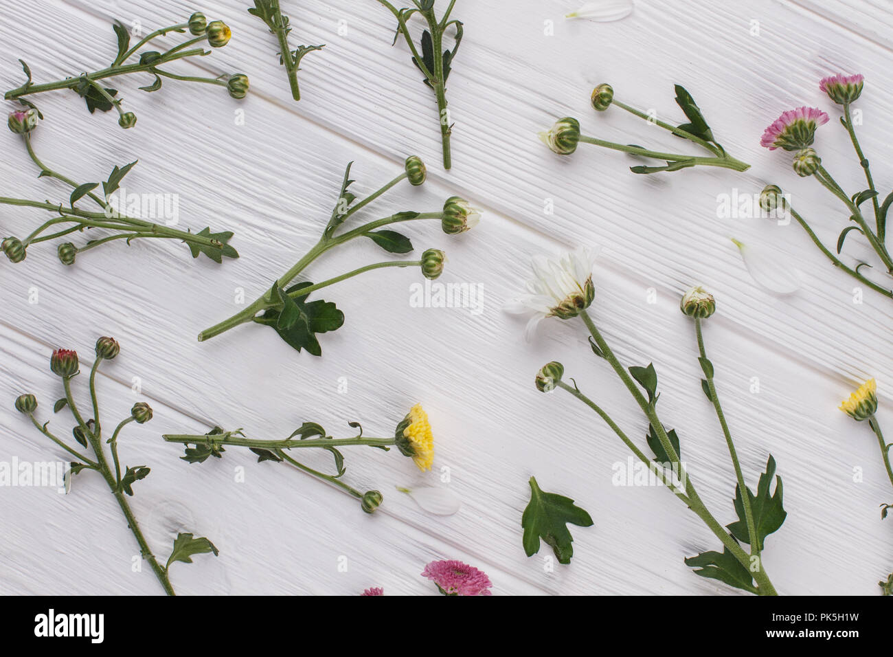 Unripe flowers arrangement. White wood background. Top view, flat lay ...