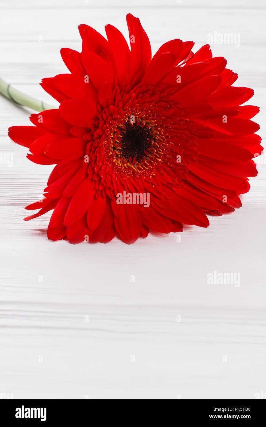 Red gerber daisy close-up. White wooden surface background Stock Photo ...