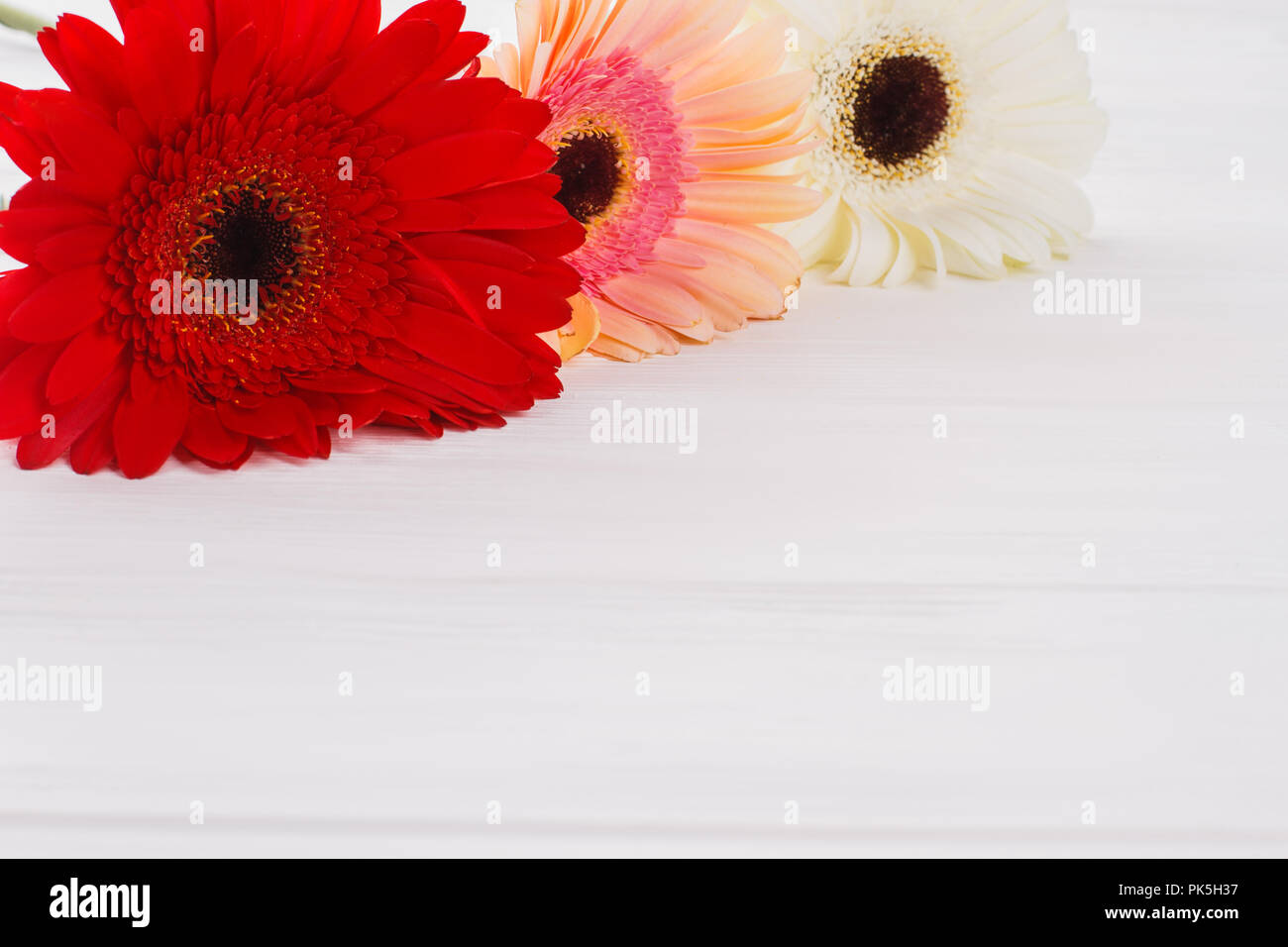 Beautiful colorful blooming gerber daisy flowers. White wooden table ...
