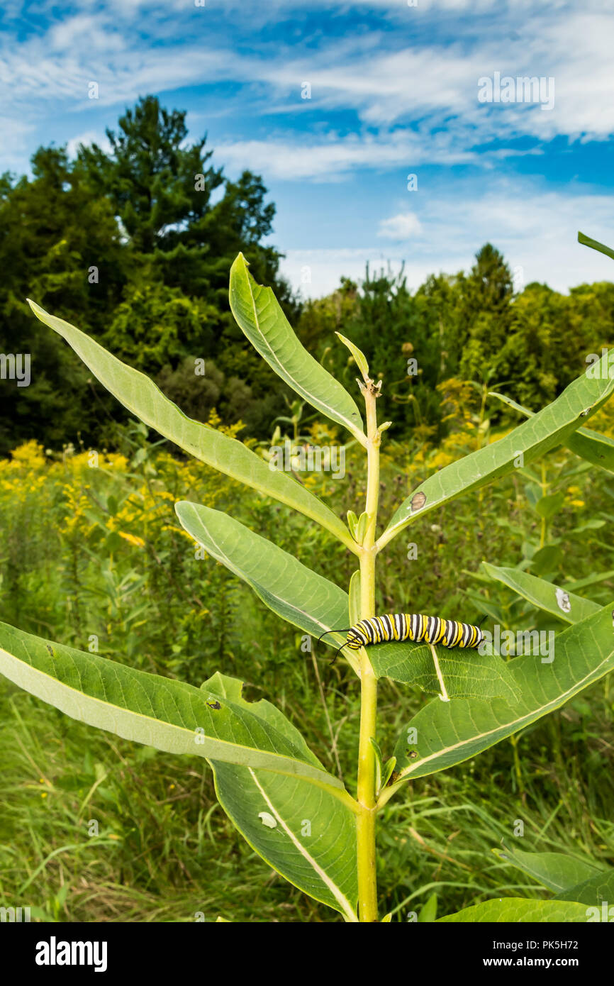 Monarch caterpillar milkweed leaf hi-res stock photography and images ...