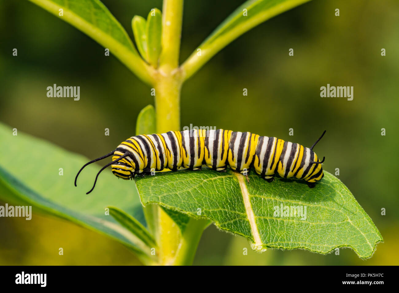 Monarch caterpillar milkweed leaf hi-res stock photography and images ...