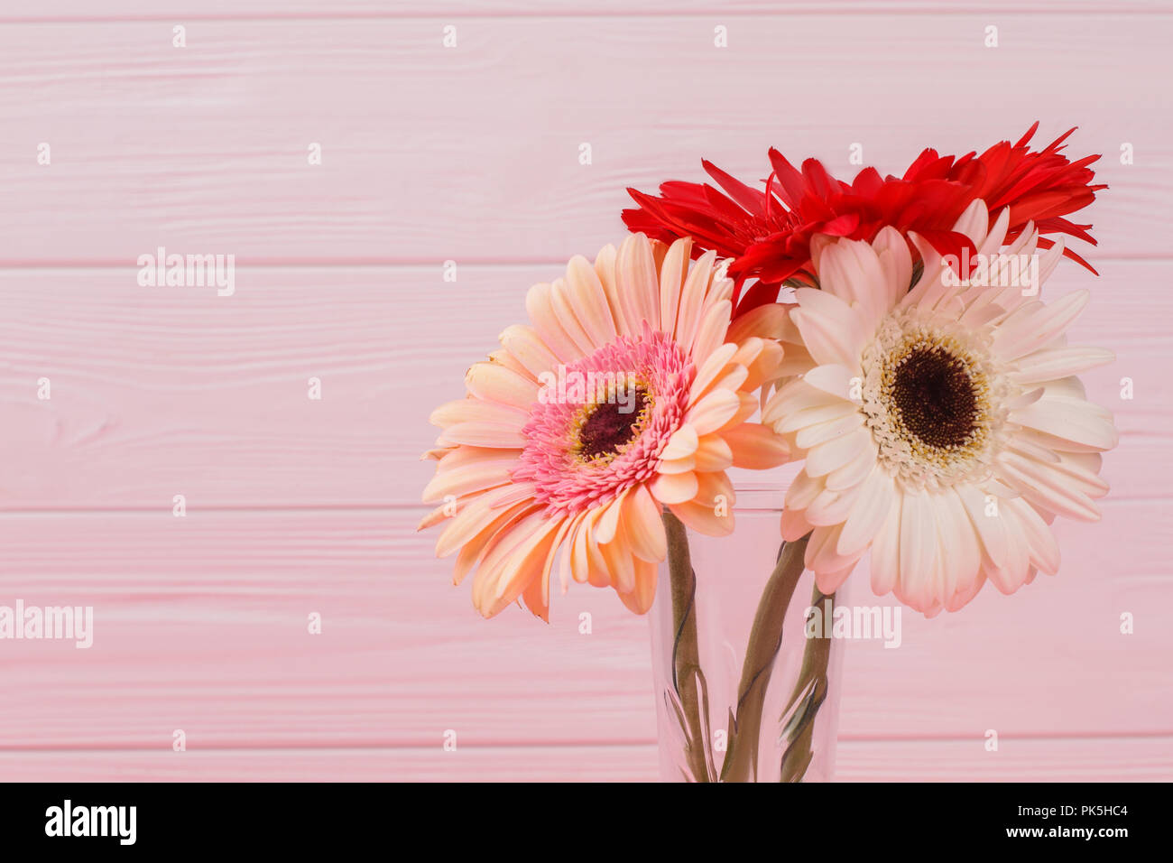 Colorful daisy flower heads. Close up. Pink wooden background Stock ...