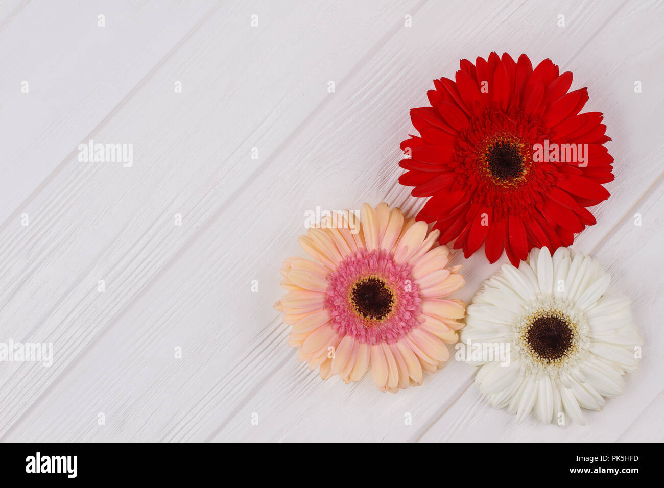 Gerbera flower heads on white wooden background. Copyspace, free space ...