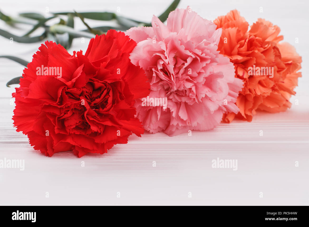 Three pink carnations hi-res stock photography and images - Alamy