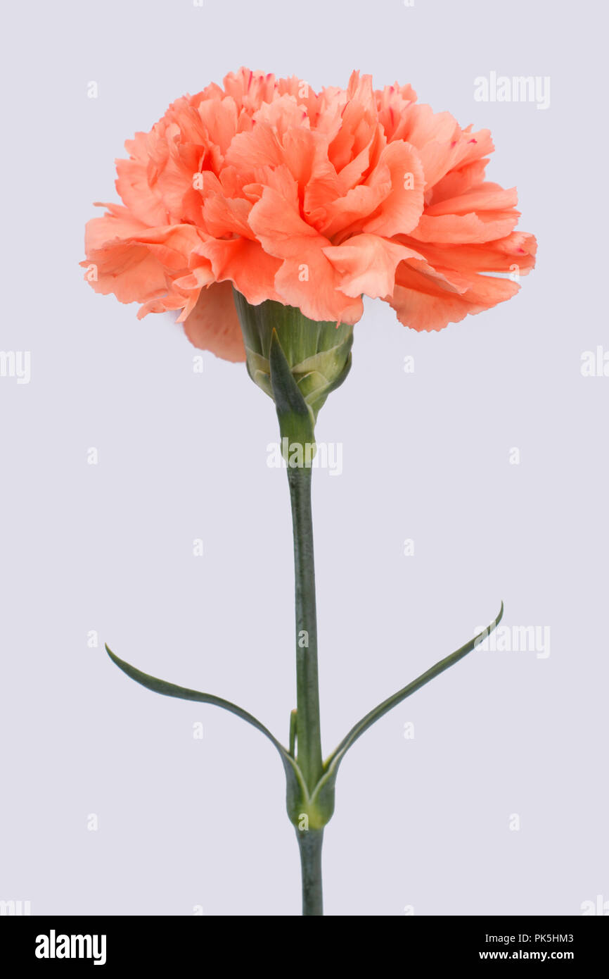 One single orange carnation flowers. Isolated on white Stock Photo - Alamy