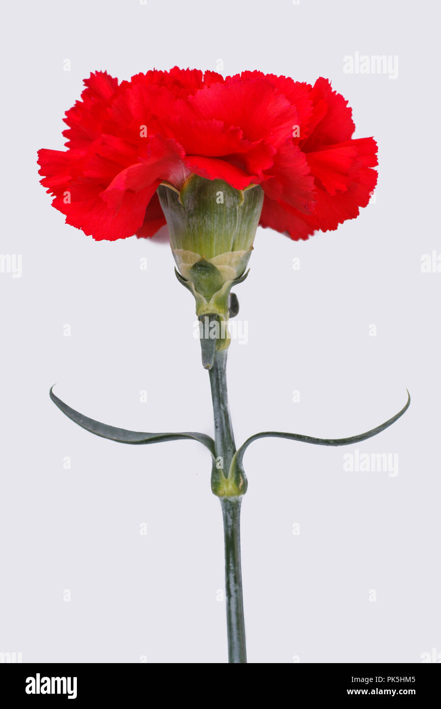 One single red carnation flowers. Isolated on white Stock Photo - Alamy