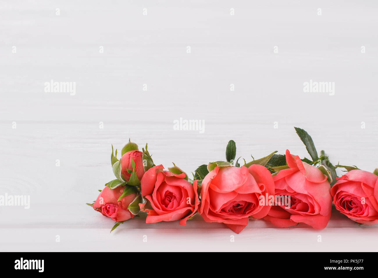 Red roses scattered on white hi-res stock photography and images - Alamy