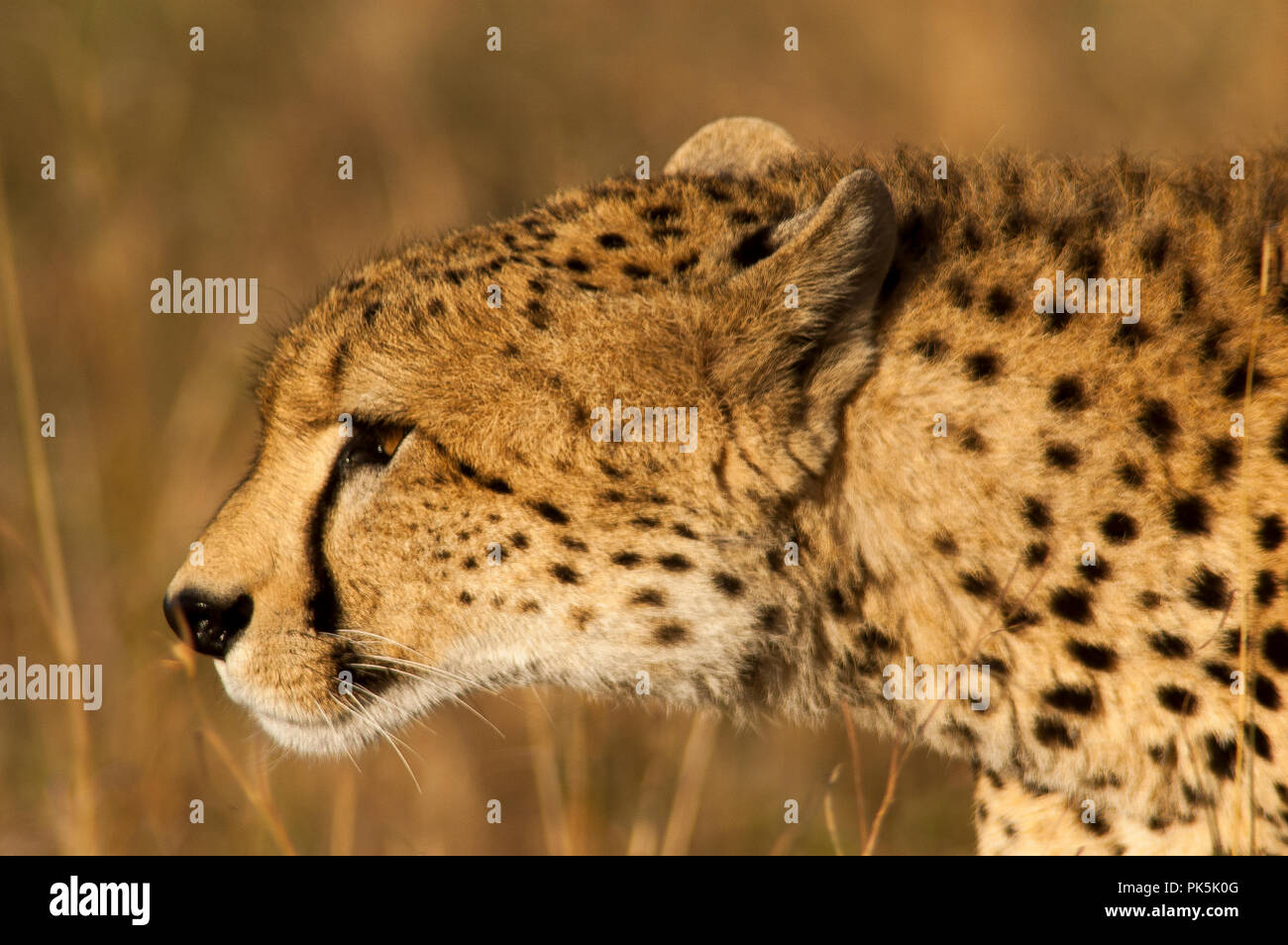 Cheetah on the open plain, Masai Mara National Reserve, Kenya Stock ...