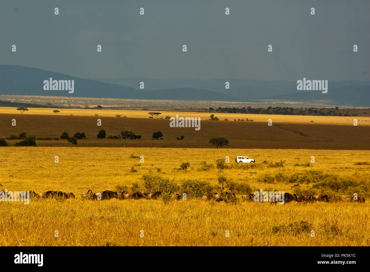 Safari car wandering freely on the Masai Mara Plains, Masai Mara ...