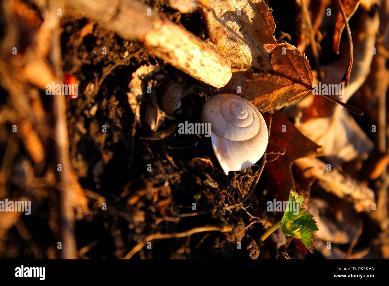 Pretty snail shell hi-res stock photography and images - Alamy