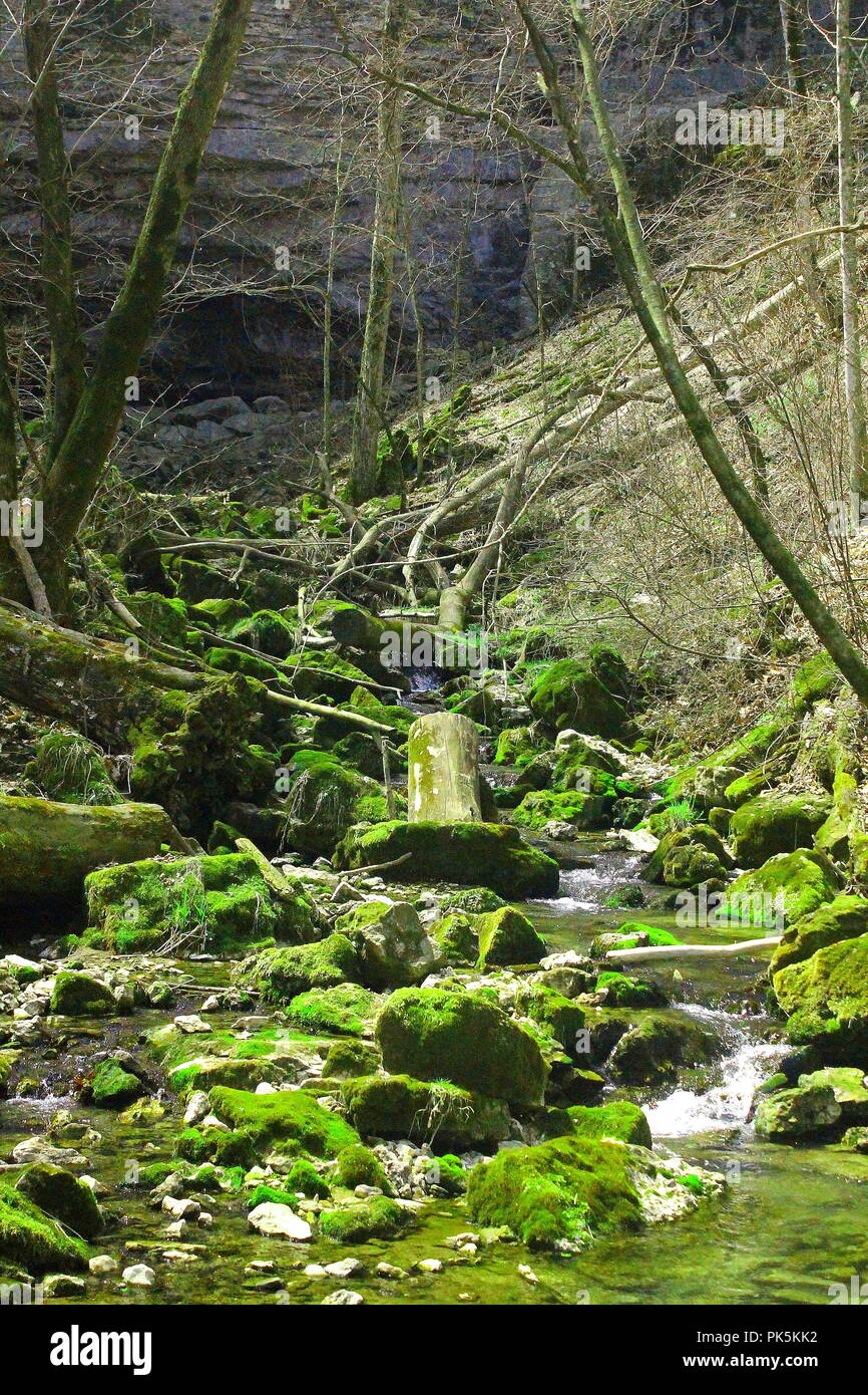 Cave moss hi-res stock photography and images - Alamy