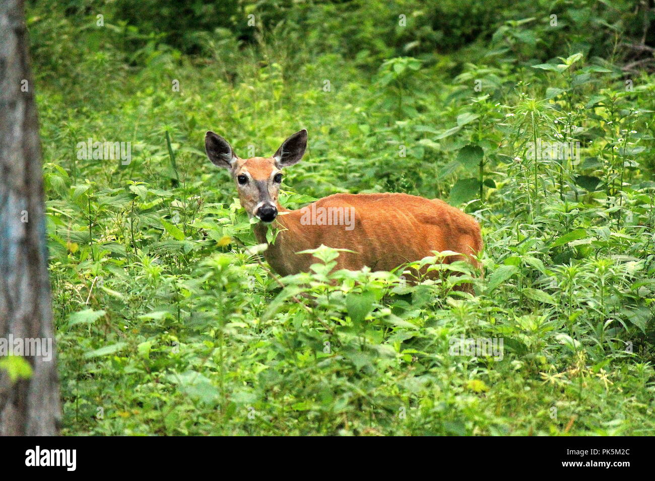 Animals eating plants hi-res stock photography and images - Alamy