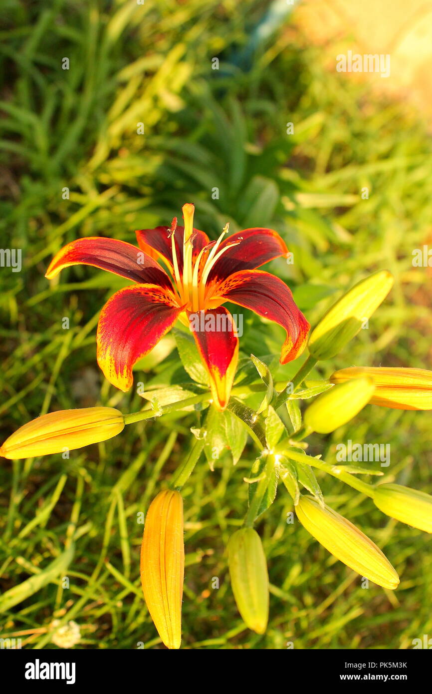 A photograph of a very pretty red flower in full boom Stock Photo - Alamy