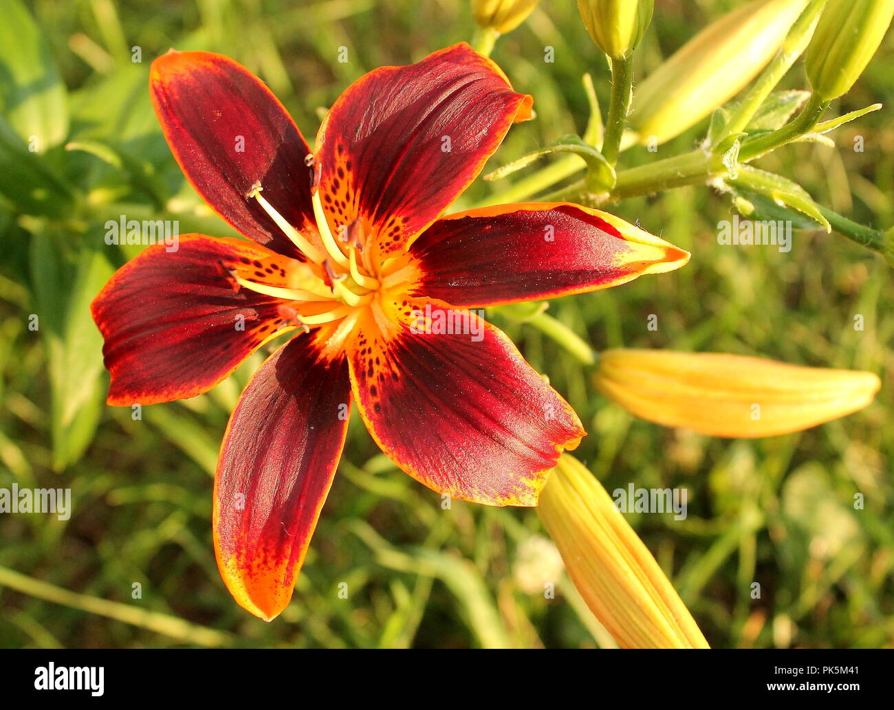 Beautiful red flower hi-res stock photography and images - Alamy