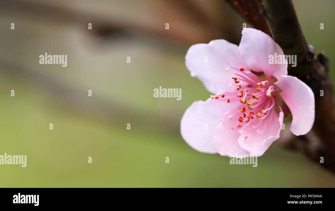 Peach blossom hi-res stock photography and images - Alamy