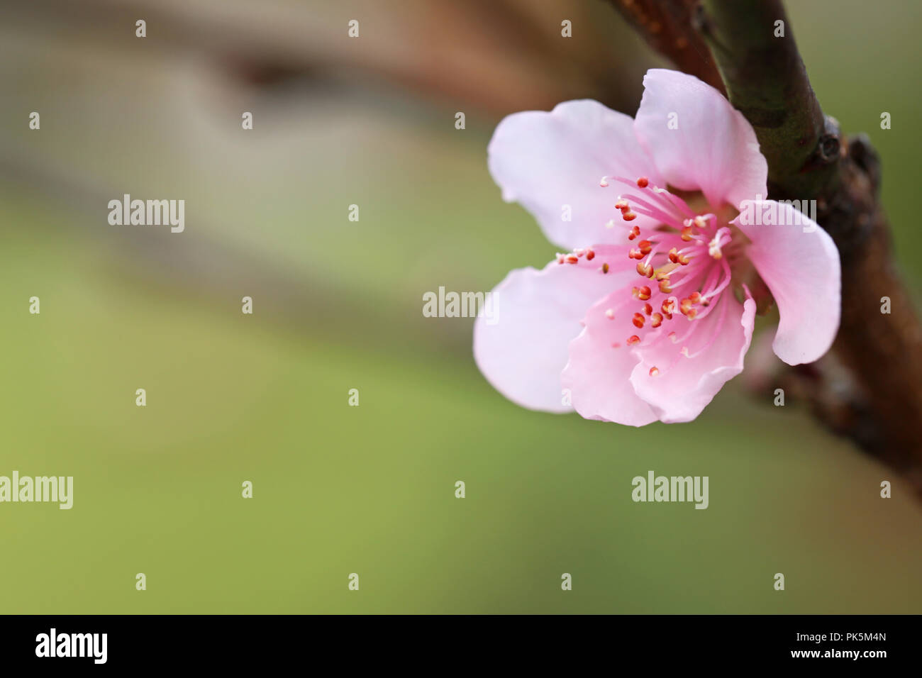 Season spring hi-res stock photography and images - Alamy