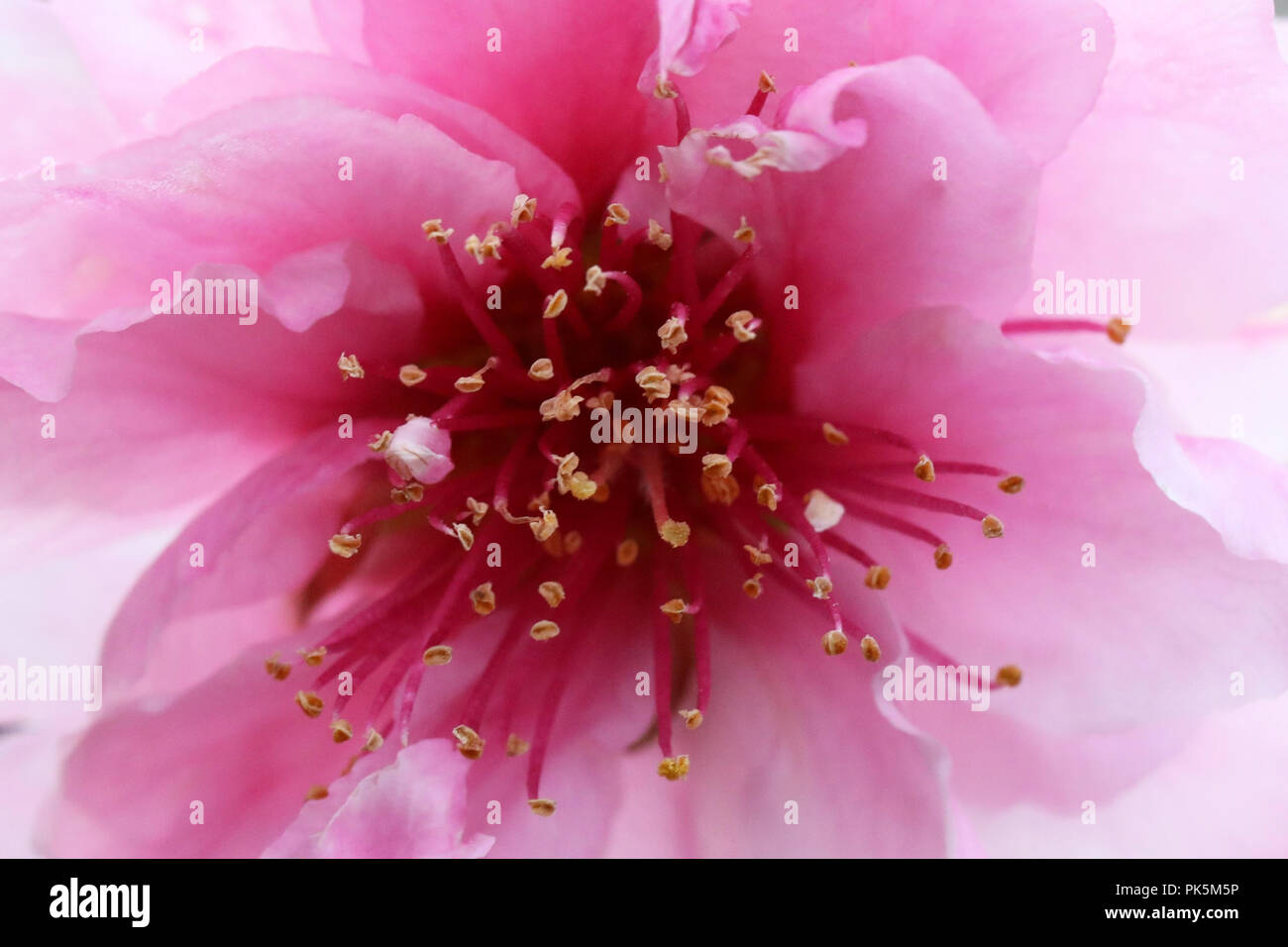 Zoomed in flower hi-res stock photography and images - Alamy