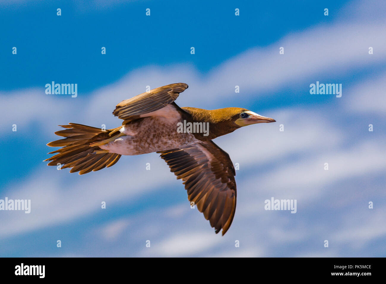 Raw File High Resolution Stock Photography and Images - Alamy