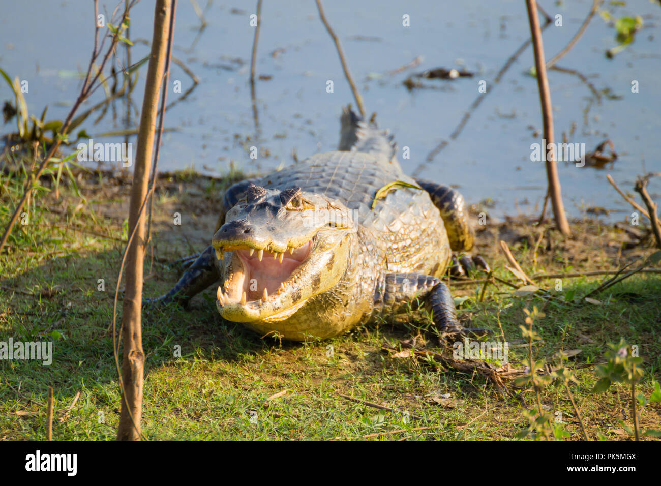 Caiman which heats up in the morning sun from Pantanal, Brazil ...