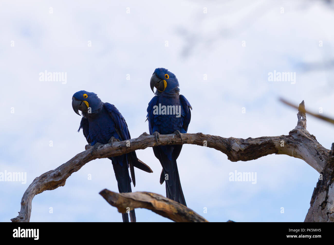 Couple of Hyacinth macaw from Pantanal, Brazil. Brazilian wildlife ...