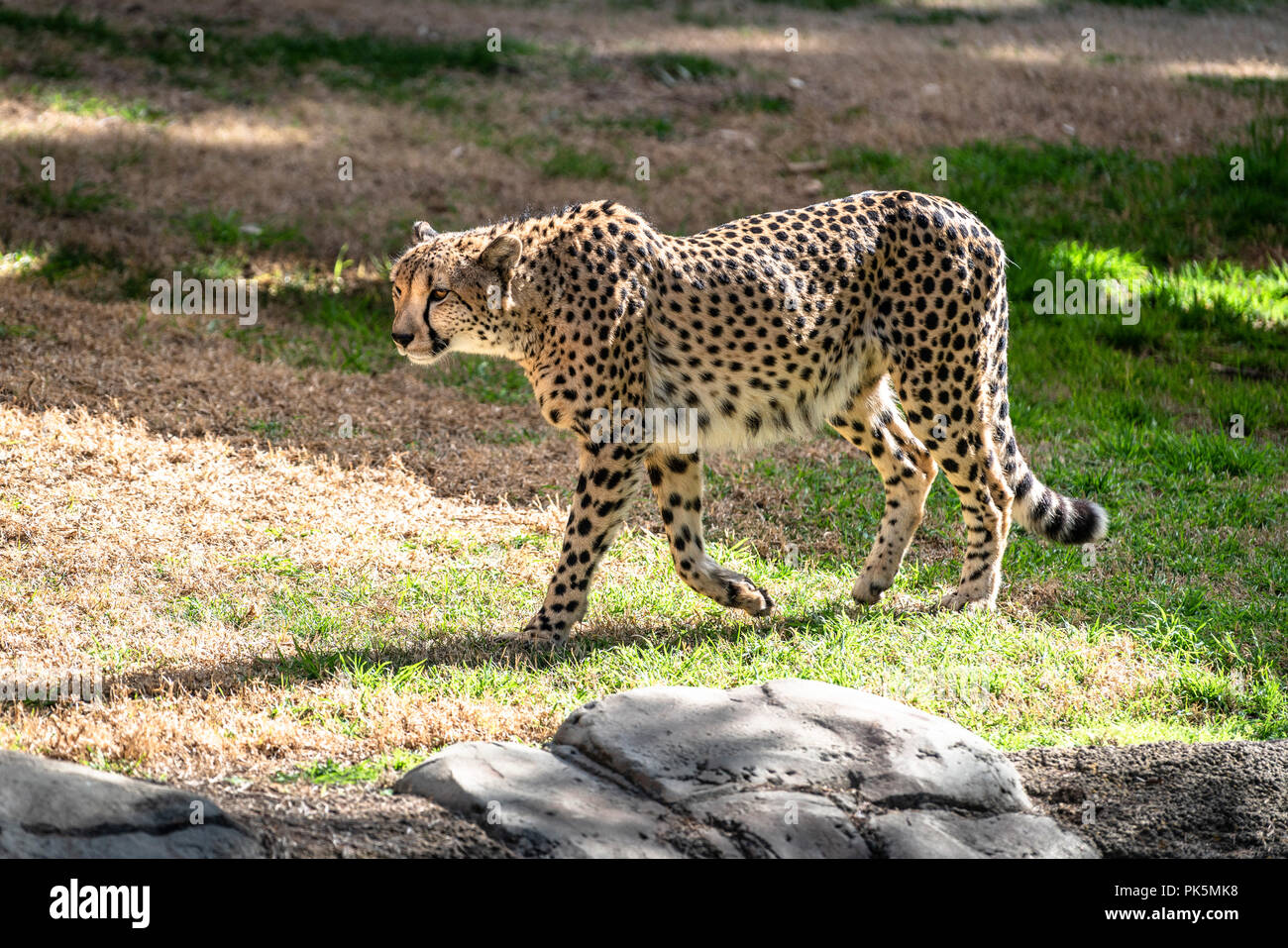 Cheetah on the prowl Stock Photo - Alamy