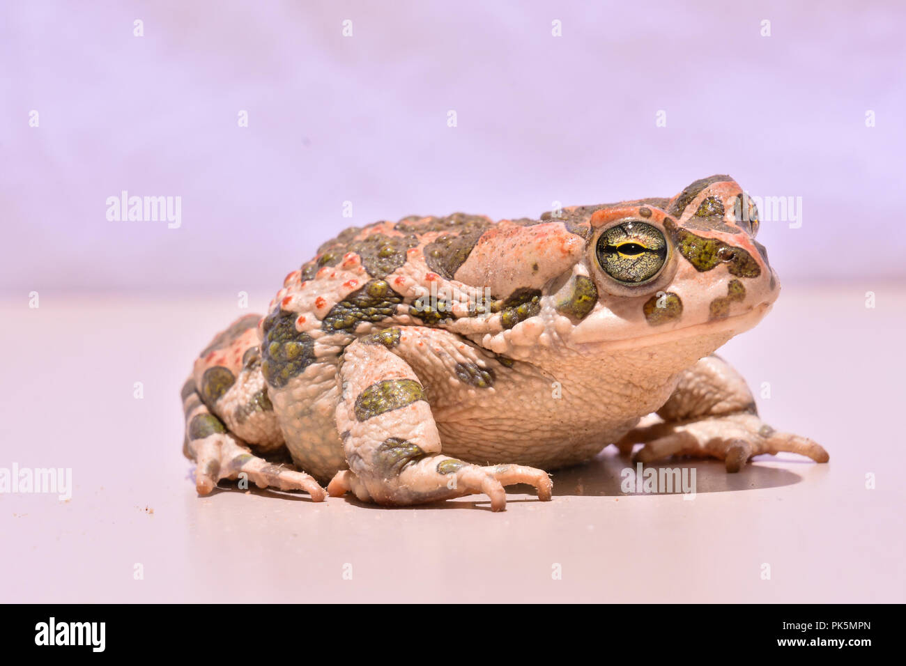 Bufo Toad Handling _ How to Take Care of a Toad: Vet Approved Care ...