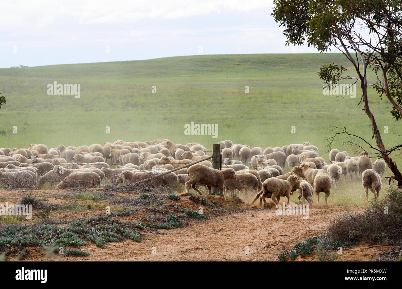 Herding sheep on a farm in outback Australia Stock Photo - Alamy