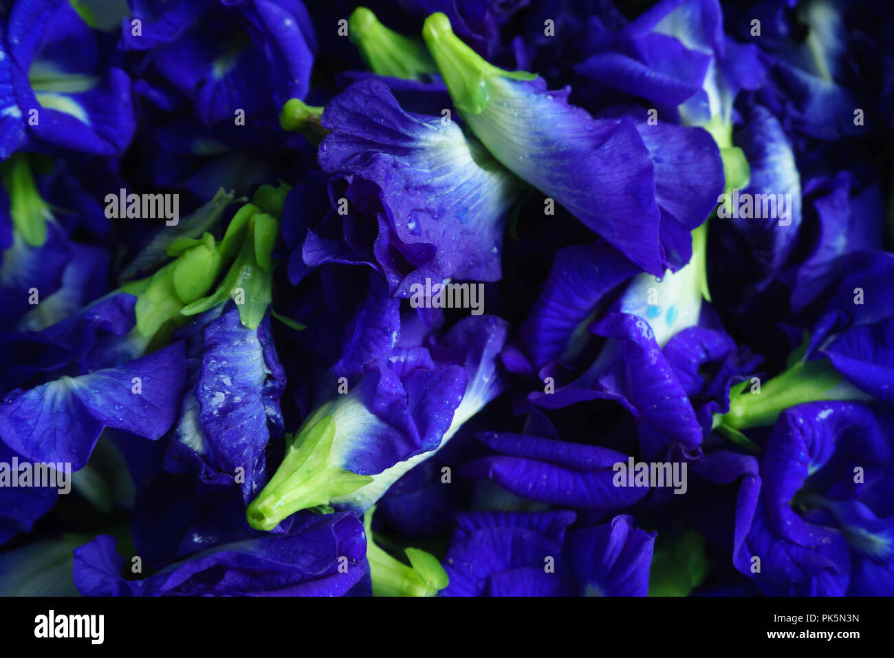 close up butterfly pea top view Stock Photo - Alamy