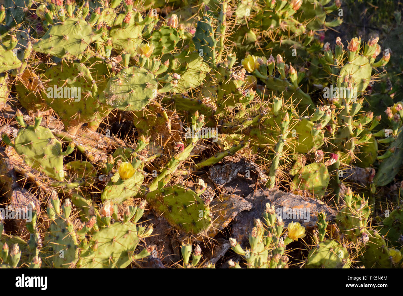Green Prickly Pear Cactus Leaf in the Desert Stock Photo - Alamy