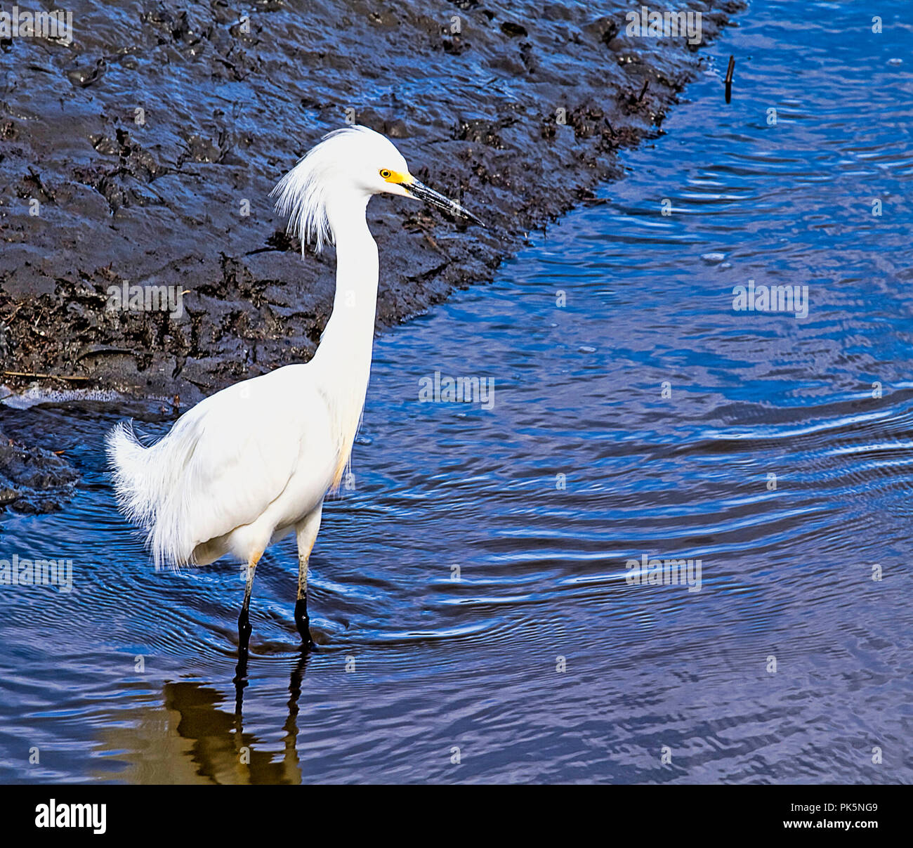 Beautiful white egret/heron,wading in water feeling protected in ...