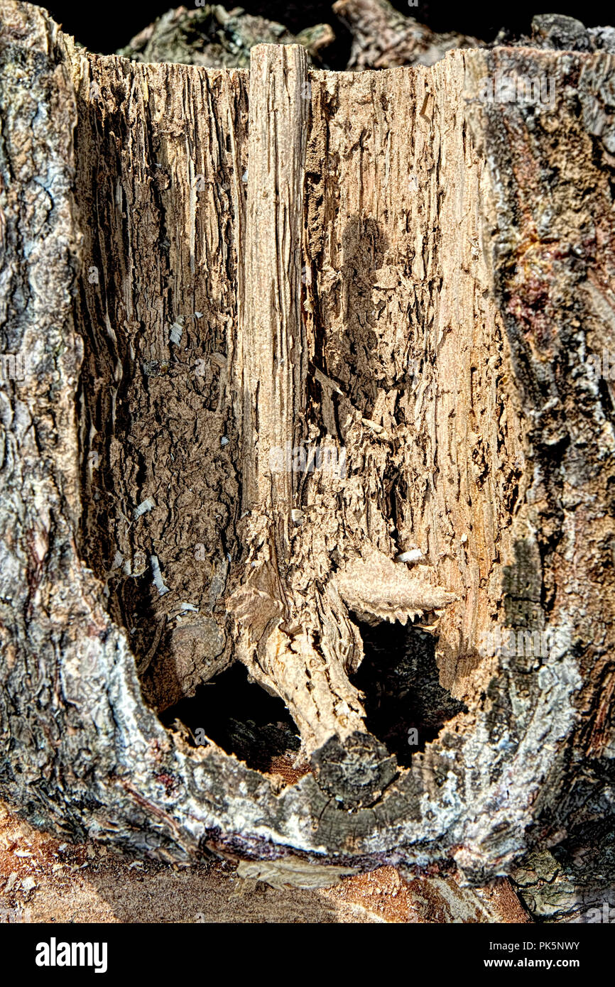 Termite infested hi-res stock photography and images - Alamy
