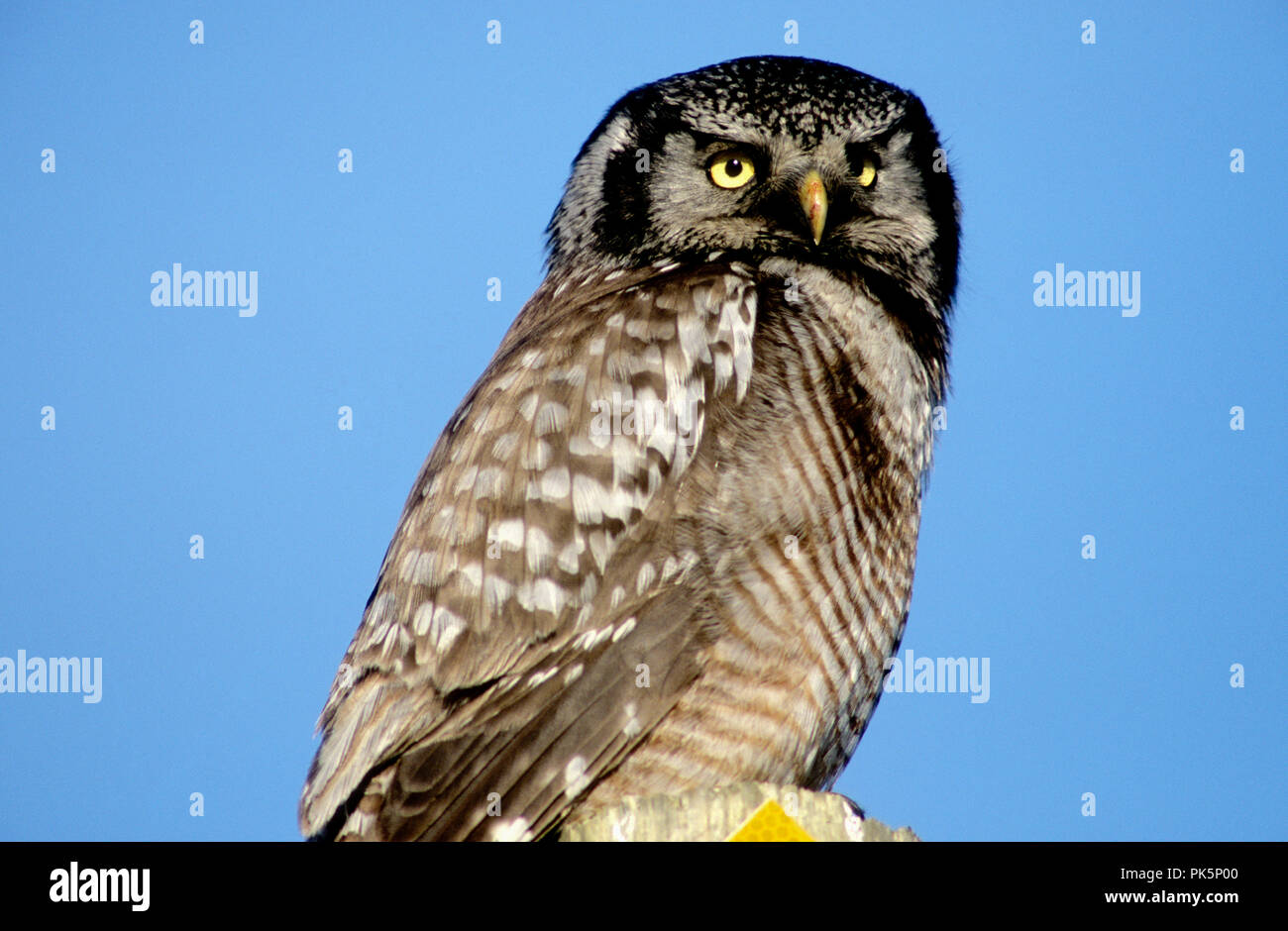 Northern Hawk Owl High Resolution Stock Photography and Images - Alamy