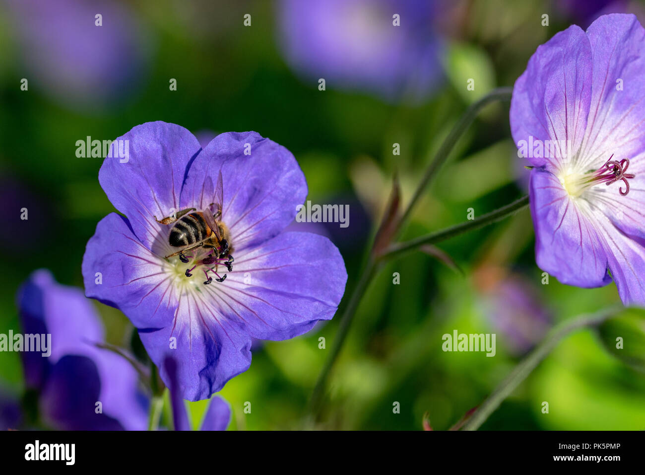 Honeybee collecting nectar pollen from a purple geranium Rozanne ...